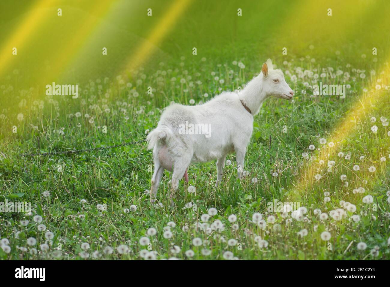 Cheerful goat hi-res stock photography and images - Alamy