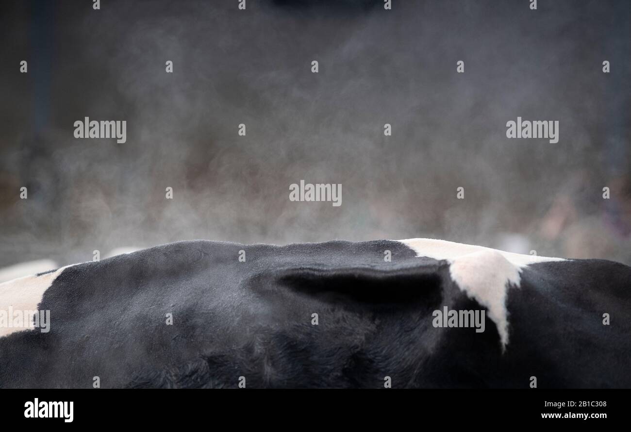 Dairy cattle steaming after coming into parlour after being damp ...