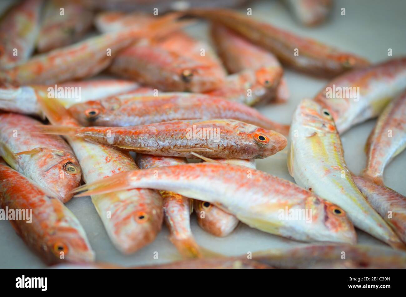 fresh mix seafood within the fish market - octopus, shells, oysters ...