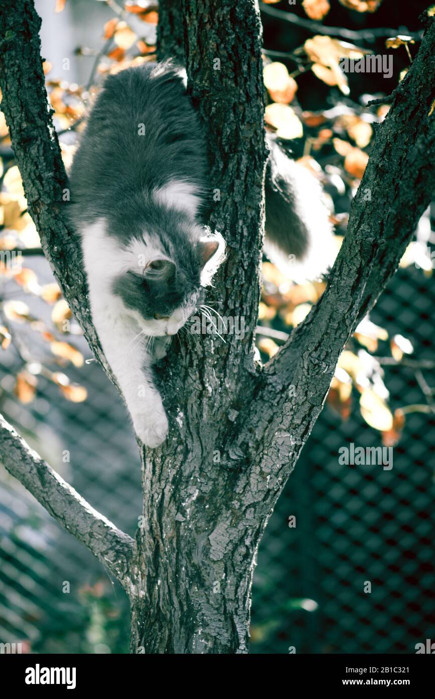 Cat in nature on summer leafs background . Cat sitting on a tree in ...