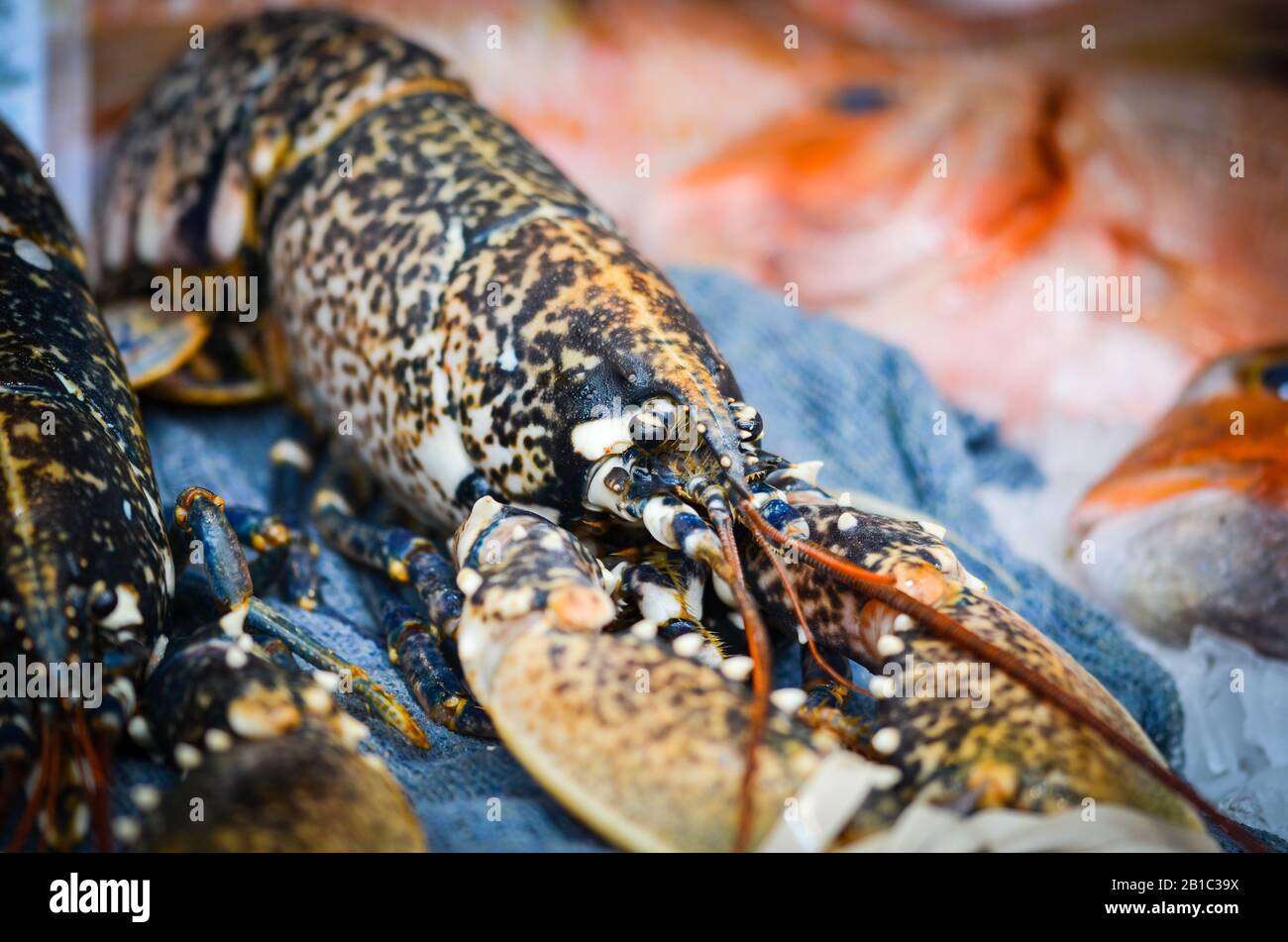 fresh mix seafood within the fish market - octopus, shells, oysters ...