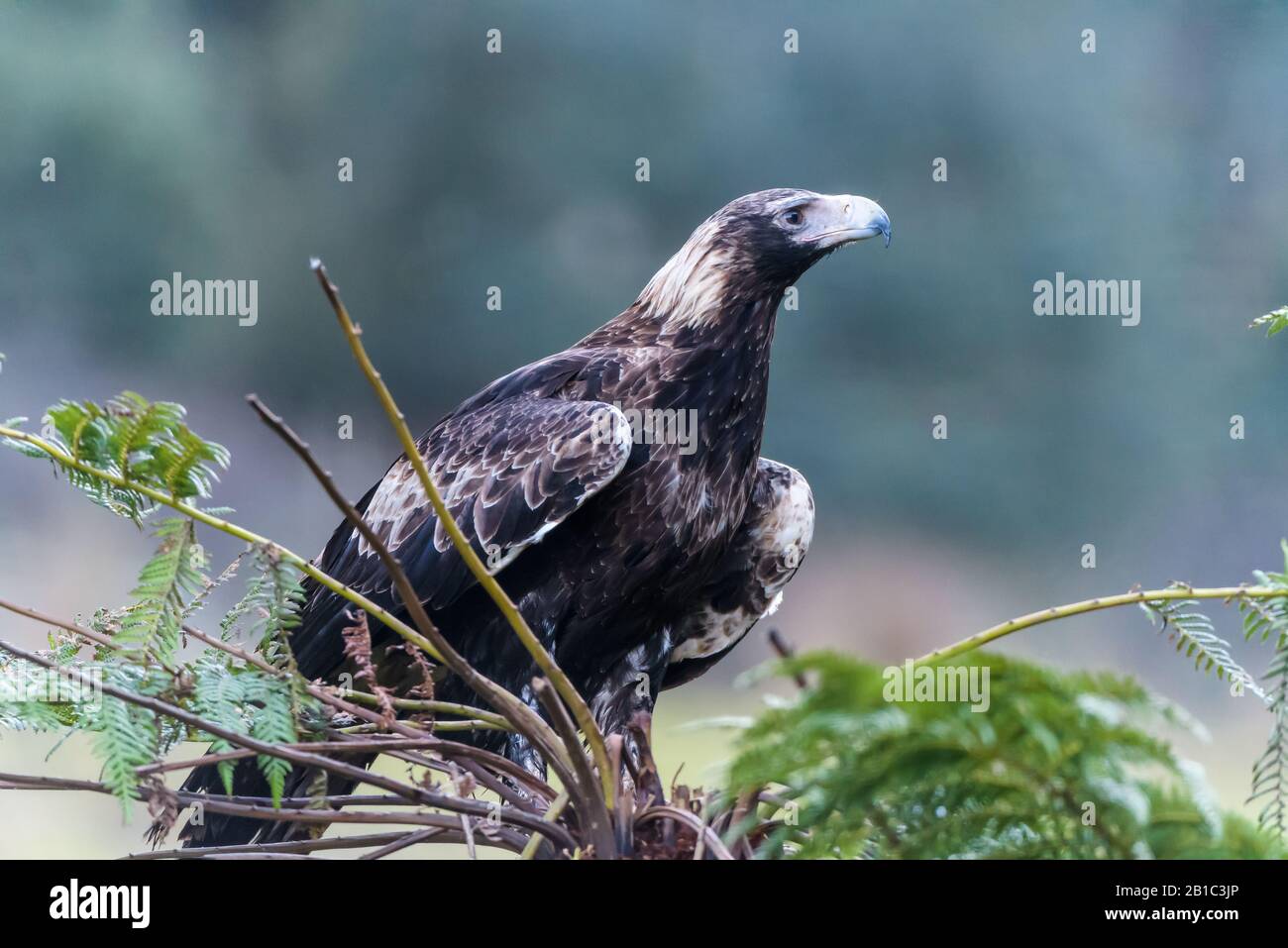 Australian wedge tailed eagle aquila audax hi-res stock photography and ...