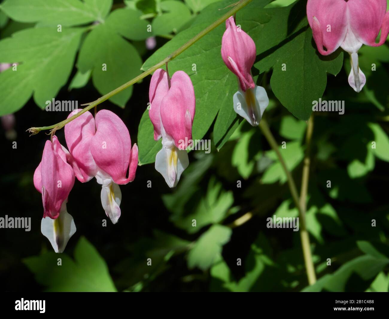 A spring blooming bleeding heart flower also known as lamprocapnos ...