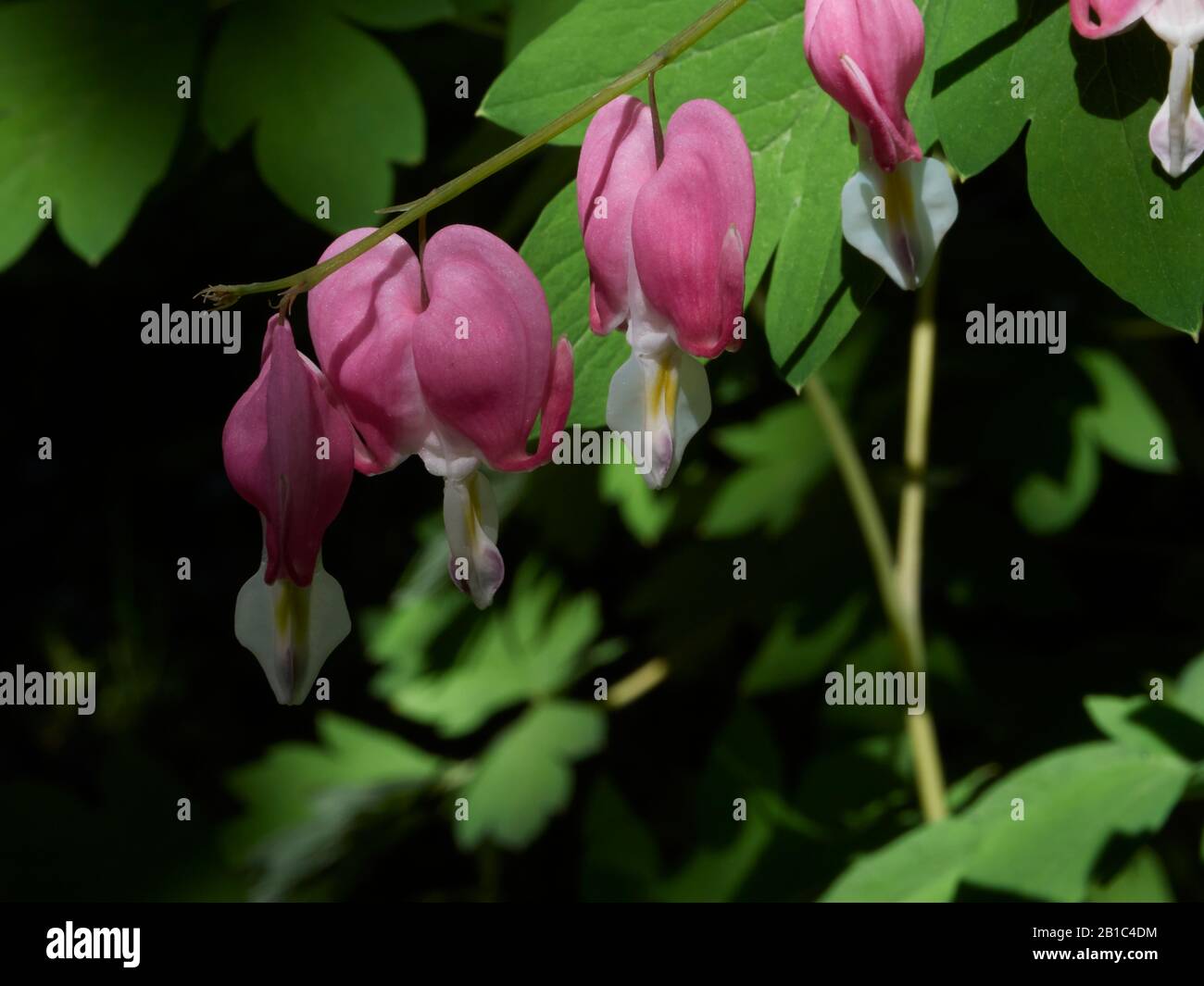 A spring blooming bleeding heart flower also known as lamprocapnos ...