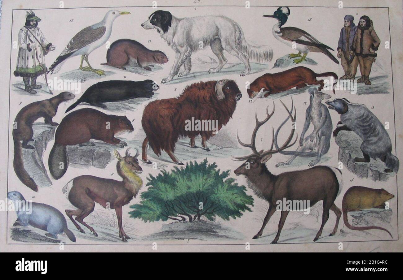 Fur wearing animals 1 Stock Photo - Alamy