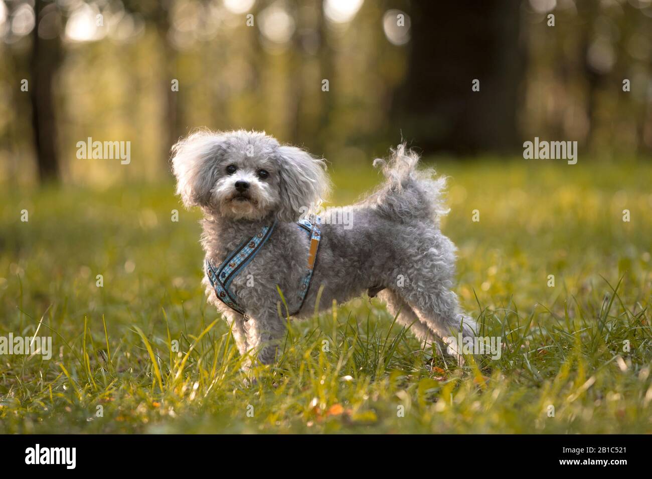 Grey bolonka zwetna dog outdoors in autumnal light Stock Photo - Alamy