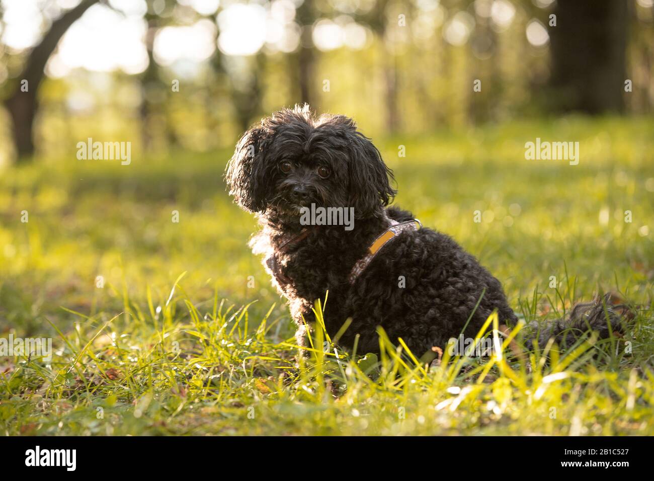 Black bolonka zwetna dog outdoors in autumnal light Stock Photo - Alamy