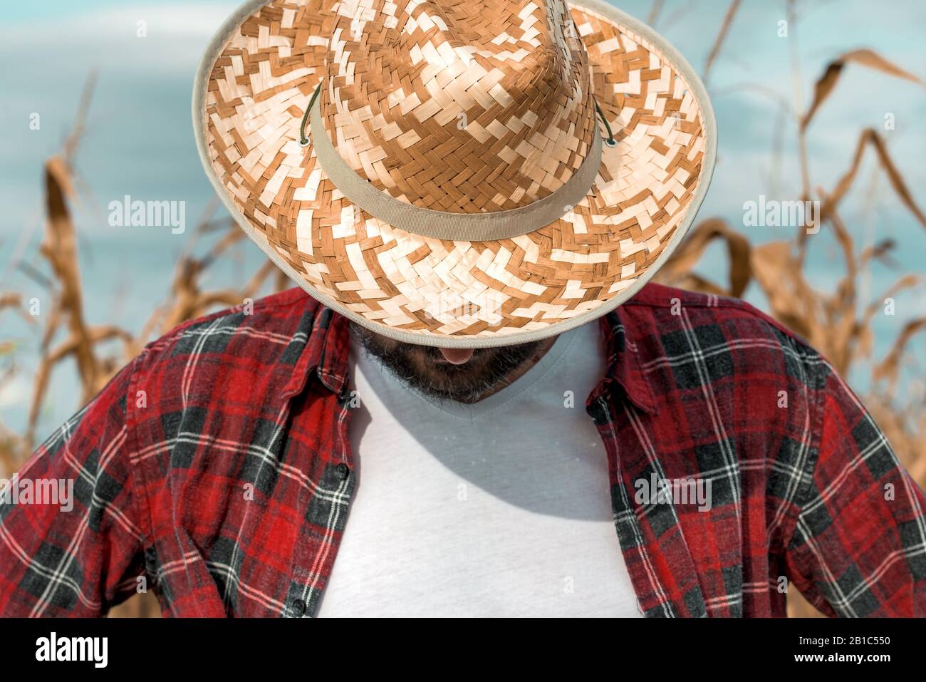 Corn failure hi-res stock photography and images - Alamy