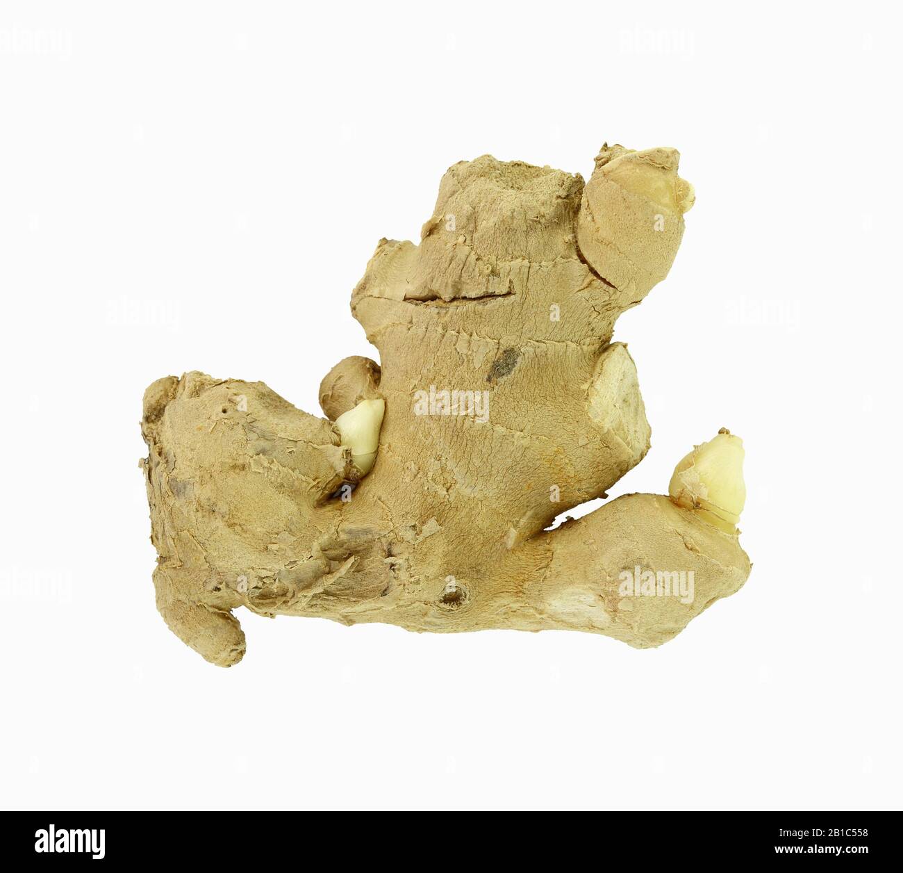 Raw ginger root . Raw ginger root isolate on white background. Ginger ...