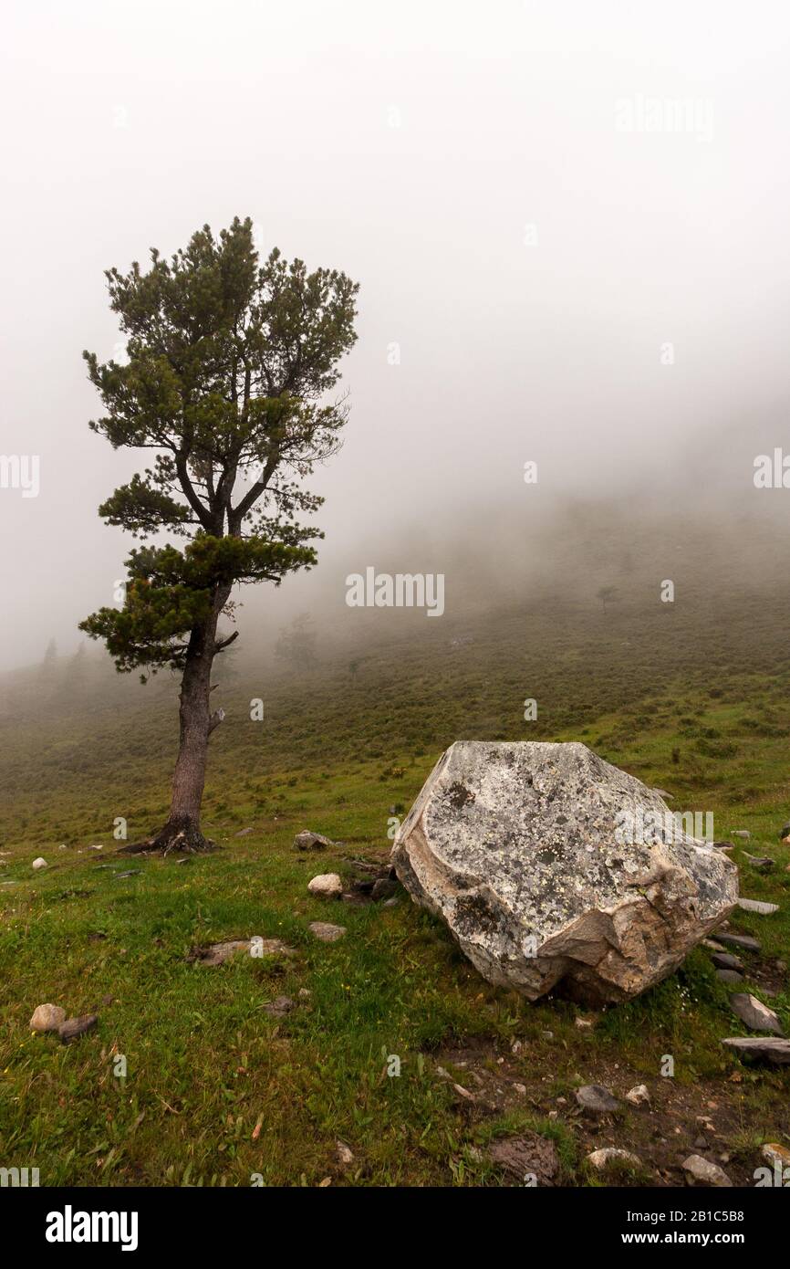 A large boulder and fir tree nearby on a mountainside in the fog. Green ...