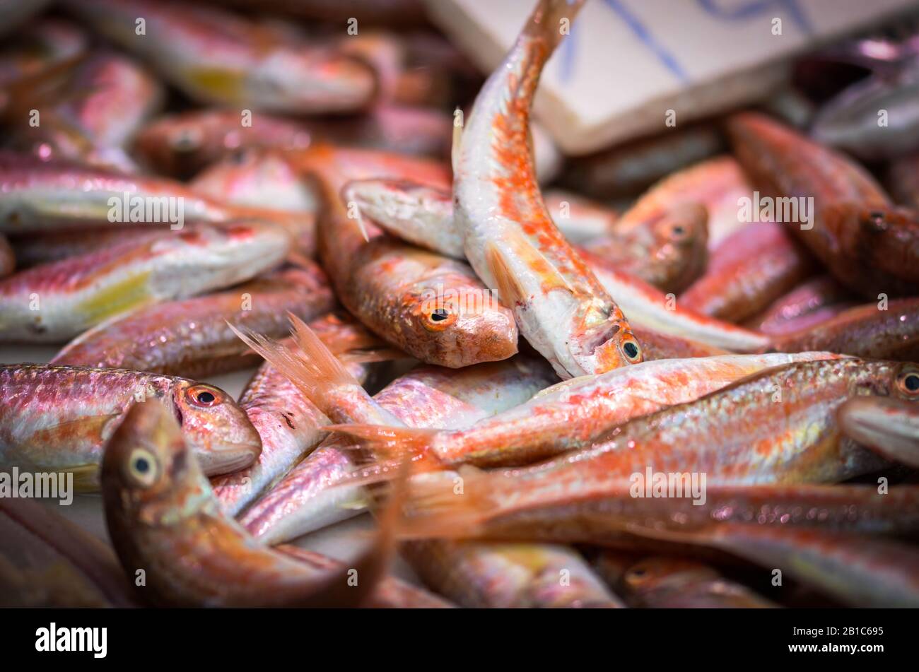 fresh mix seafood within the fish market - octopus, shells, oysters ...