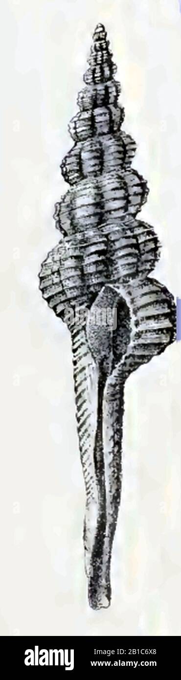 Fusinus hi-res stock photography and images - Alamy