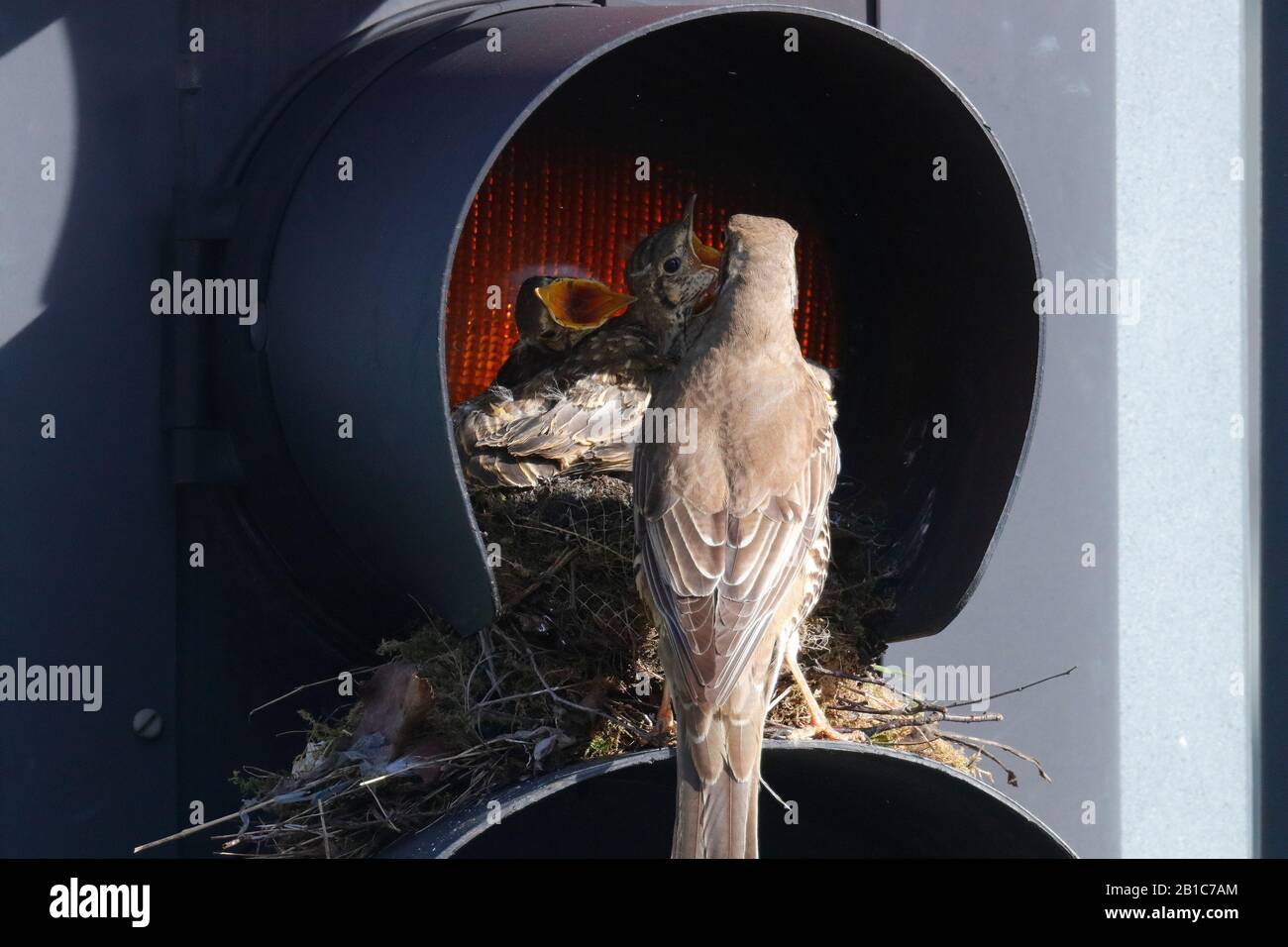 Thrush nest hi-res stock photography and images - Alamy