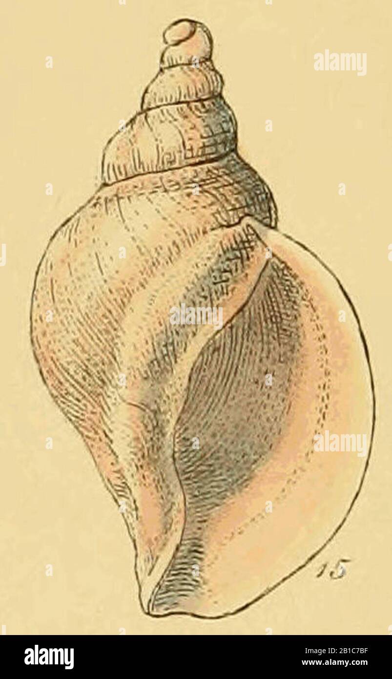 Fusus hi-res stock photography and images - Alamy