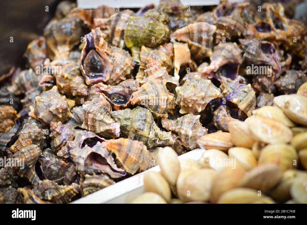 fresh mix seafood within the fish market - octopus, shells, oysters ...
