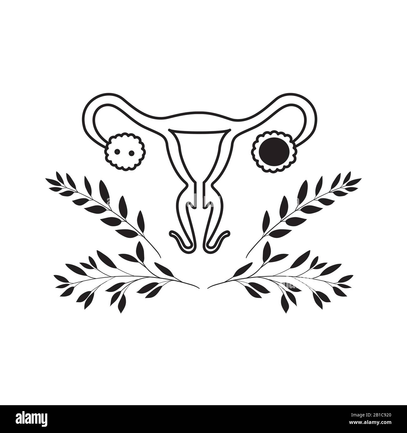 Female reproductive system Cut Out Stock Images & Pictures - Alamy