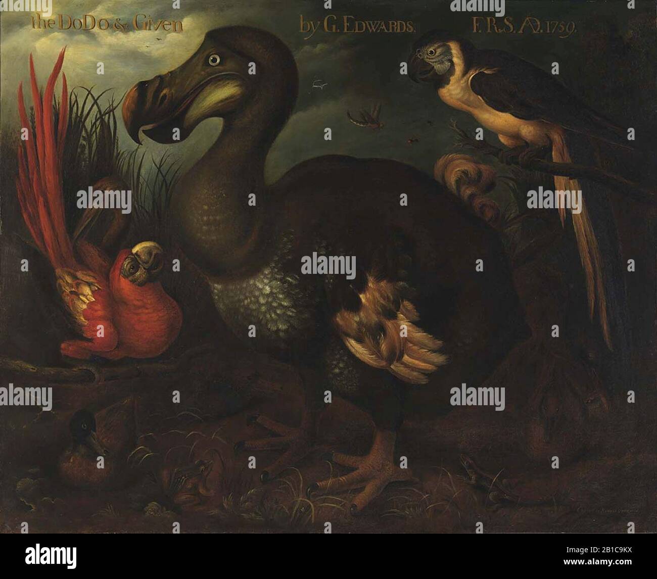 G. Edwards - The Dodo and Given Stock Photo - Alamy