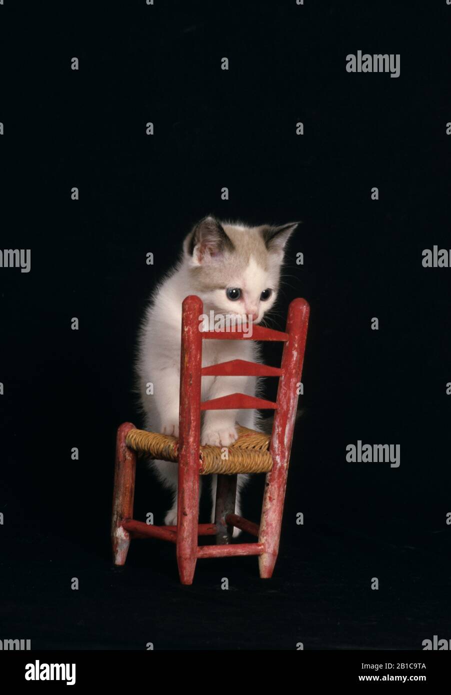 Kitties and a red chair hi-res stock photography and images - Alamy