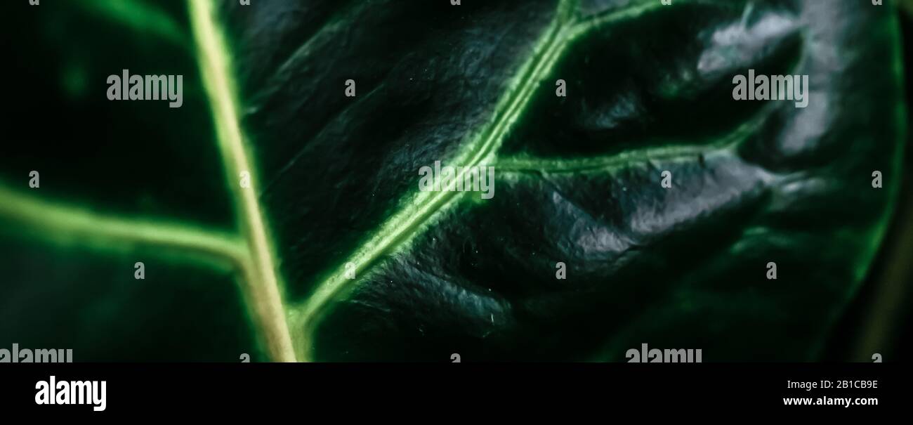 Botany, branding and print concept - Tropical garden nature background ...