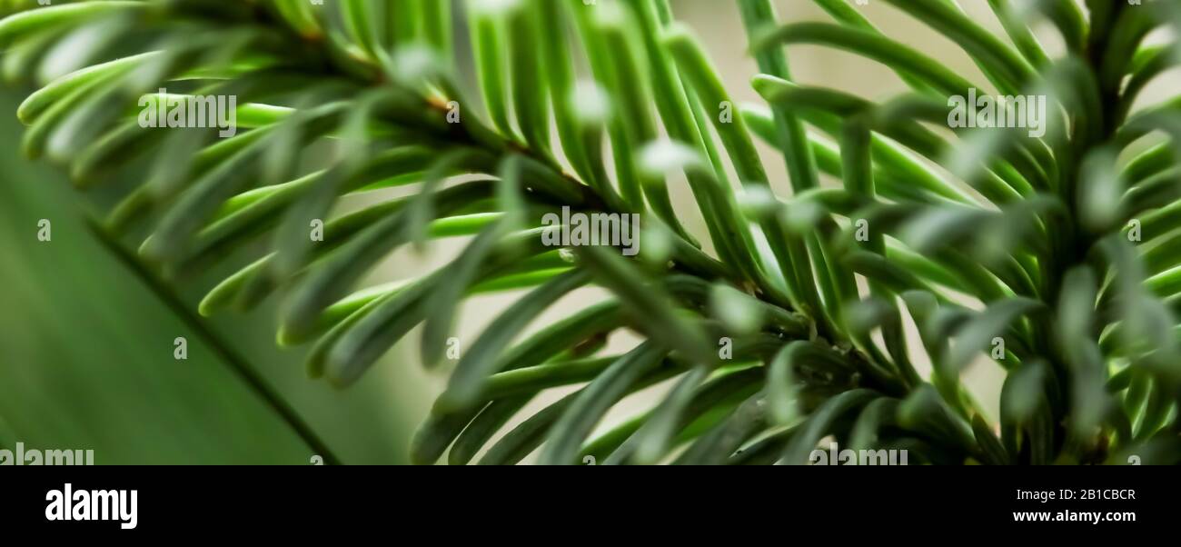 Garden, Christmas and card concept - Evergreen spruce trees as nature ...