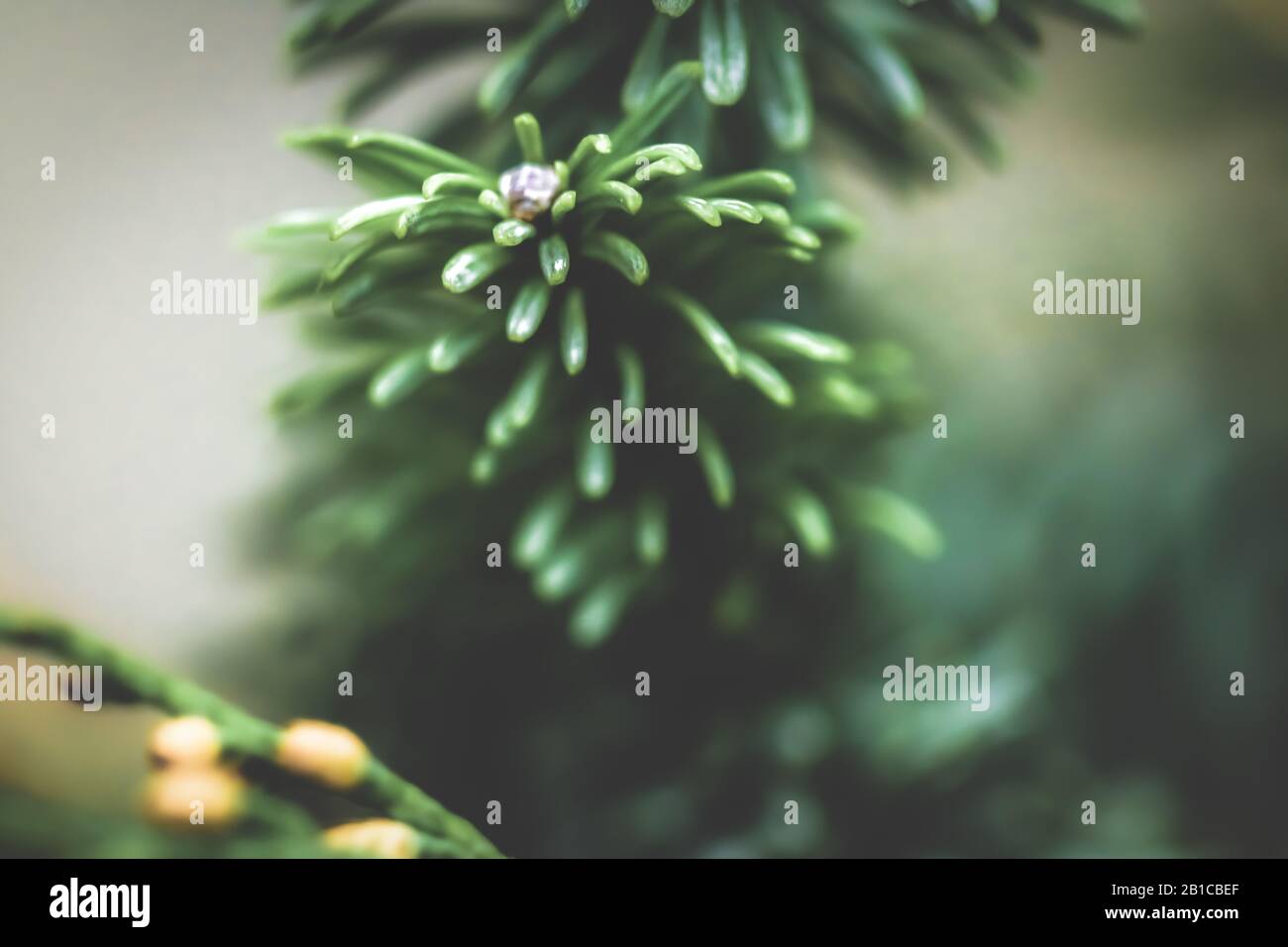 Garden, Christmas and card concept - Evergreen spruce trees as nature ...