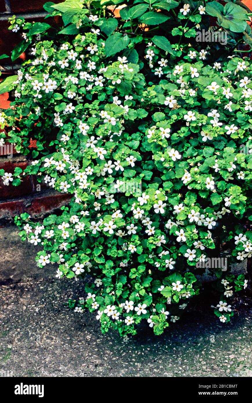 Bacopa Snowflake in flower trailing over the side of a container. Can ...