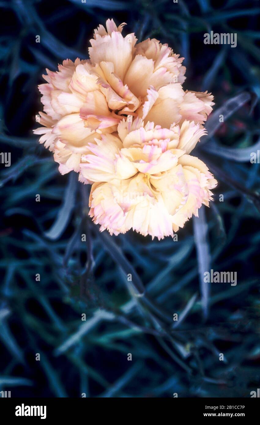Dianthus devon cream hi-res stock photography and images - Alamy