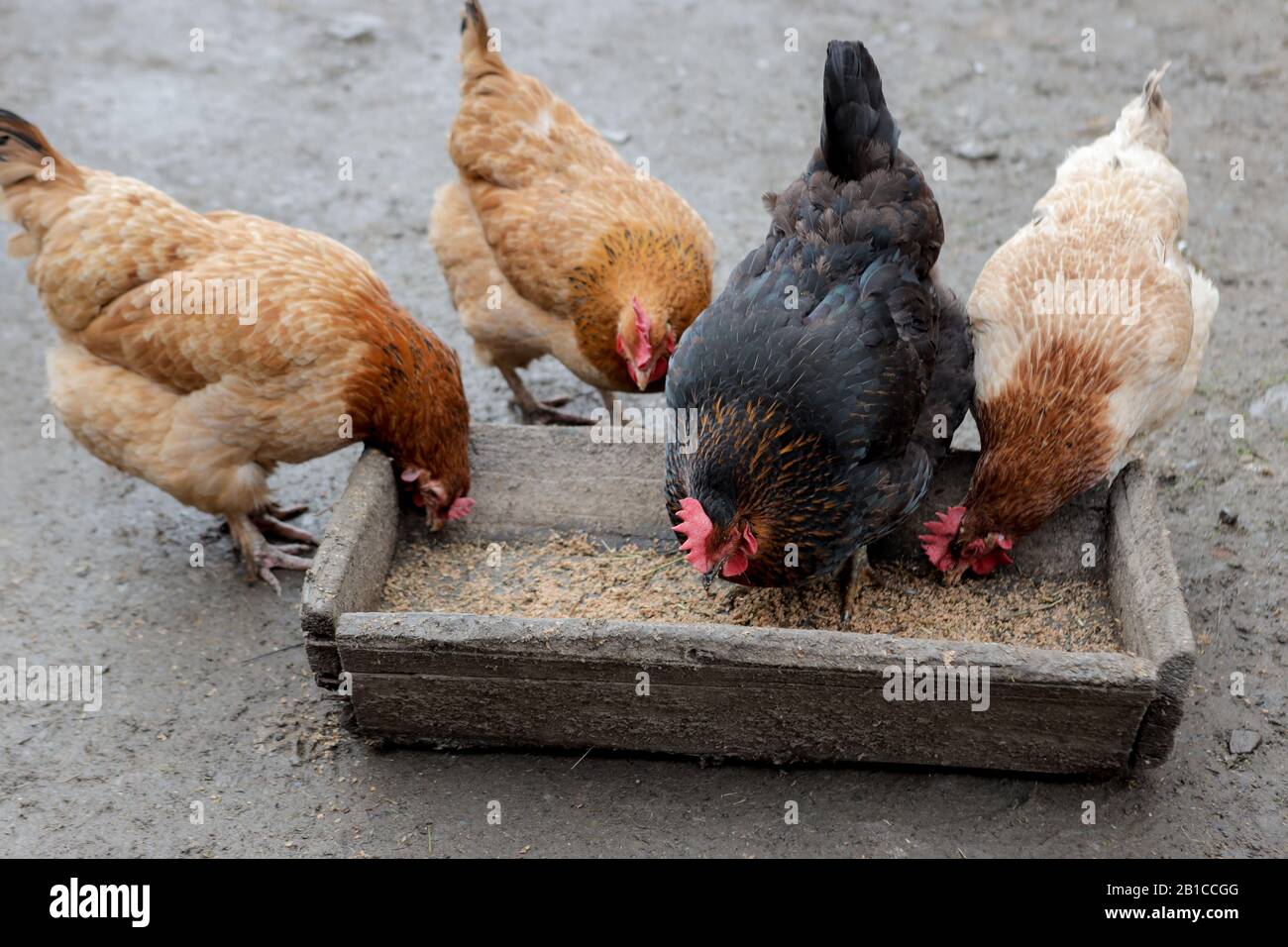 A group of free range chickens eating outside on a farm Stock Photo - Alamy