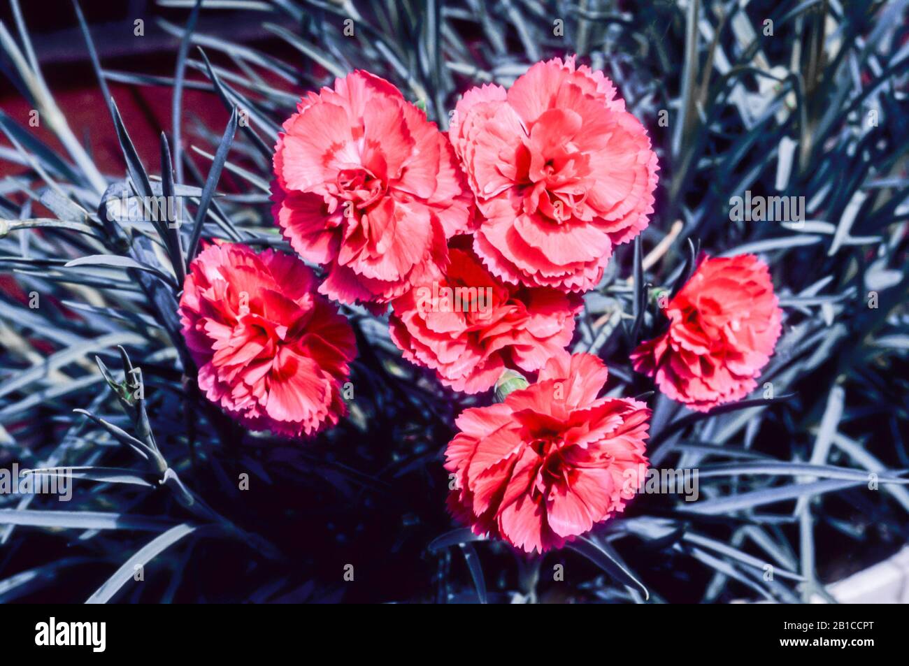 Close up of Dianthus Pink Ruby flowers set against background of leaves ...