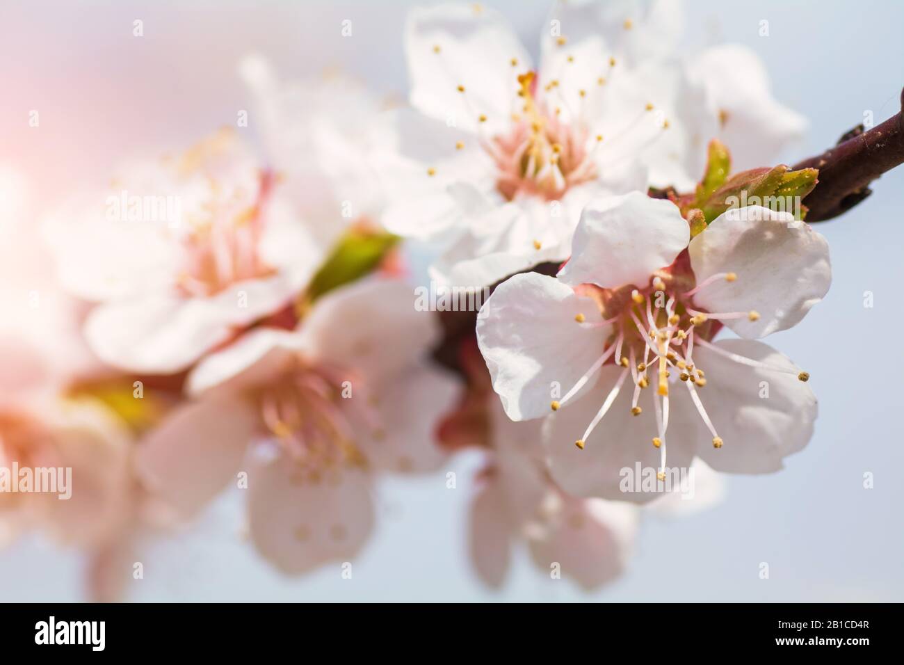 Cherry blossom big branch. A gentle spring flower Stock Photo - Alamy