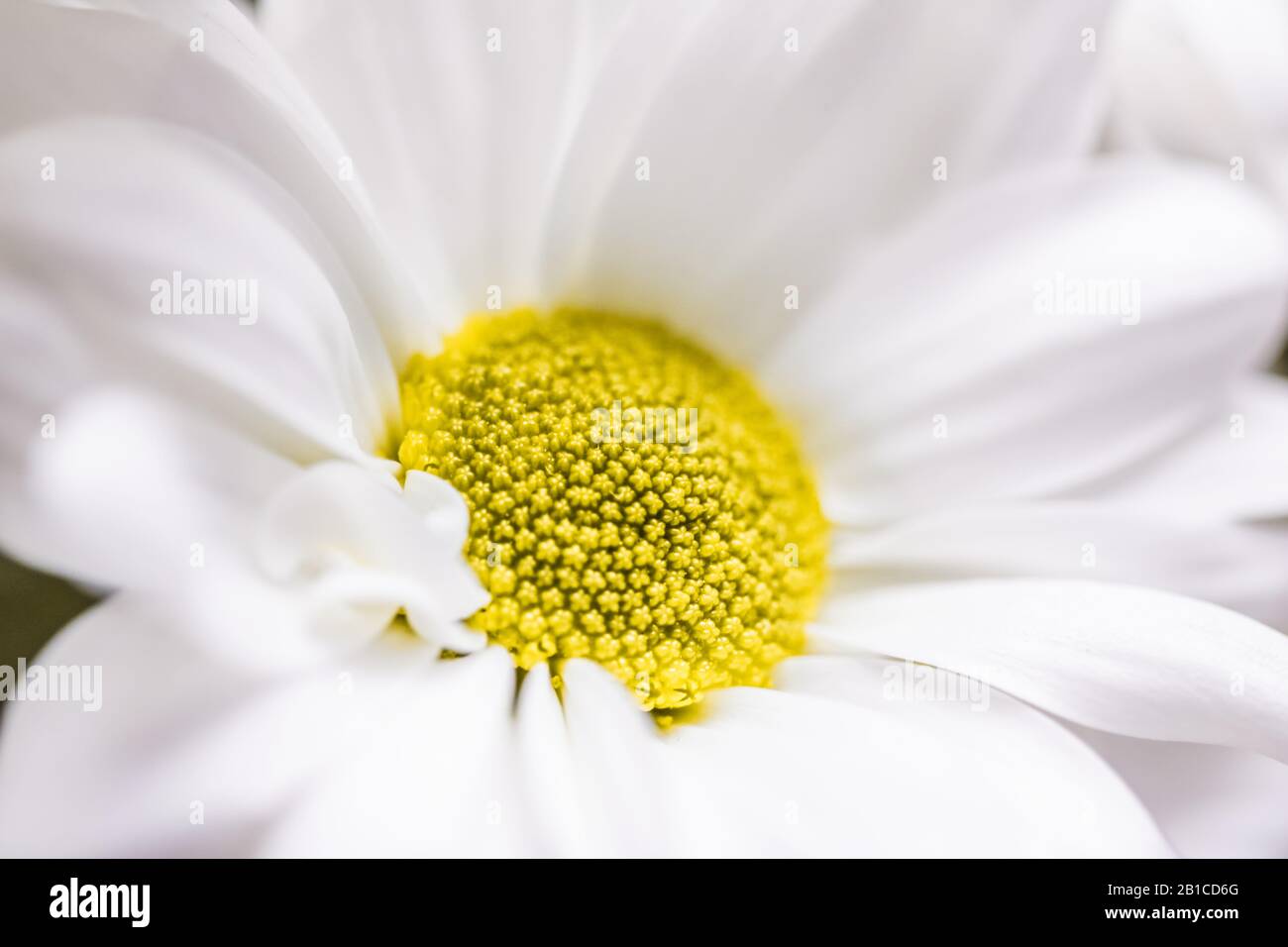 Spring daisy flower in bloom - Flowers, wedding and botanical concept ...