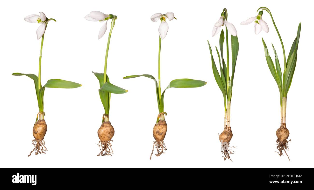 Set of snowdrop isolated on white background. Spring flower with roots ...