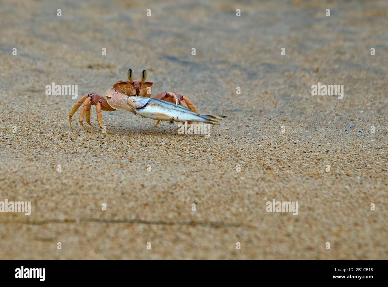 A Pink Ghost Crab dragging a fish to its burrow Stock Photo - Alamy