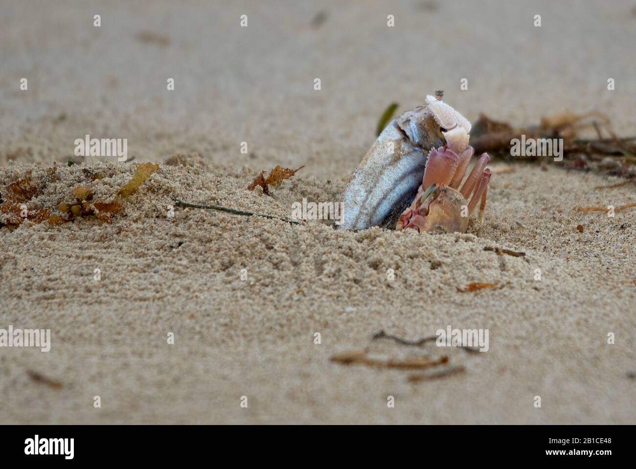 A Pink Ghost Crab dragging a fish to its burrow Stock Photo - Alamy