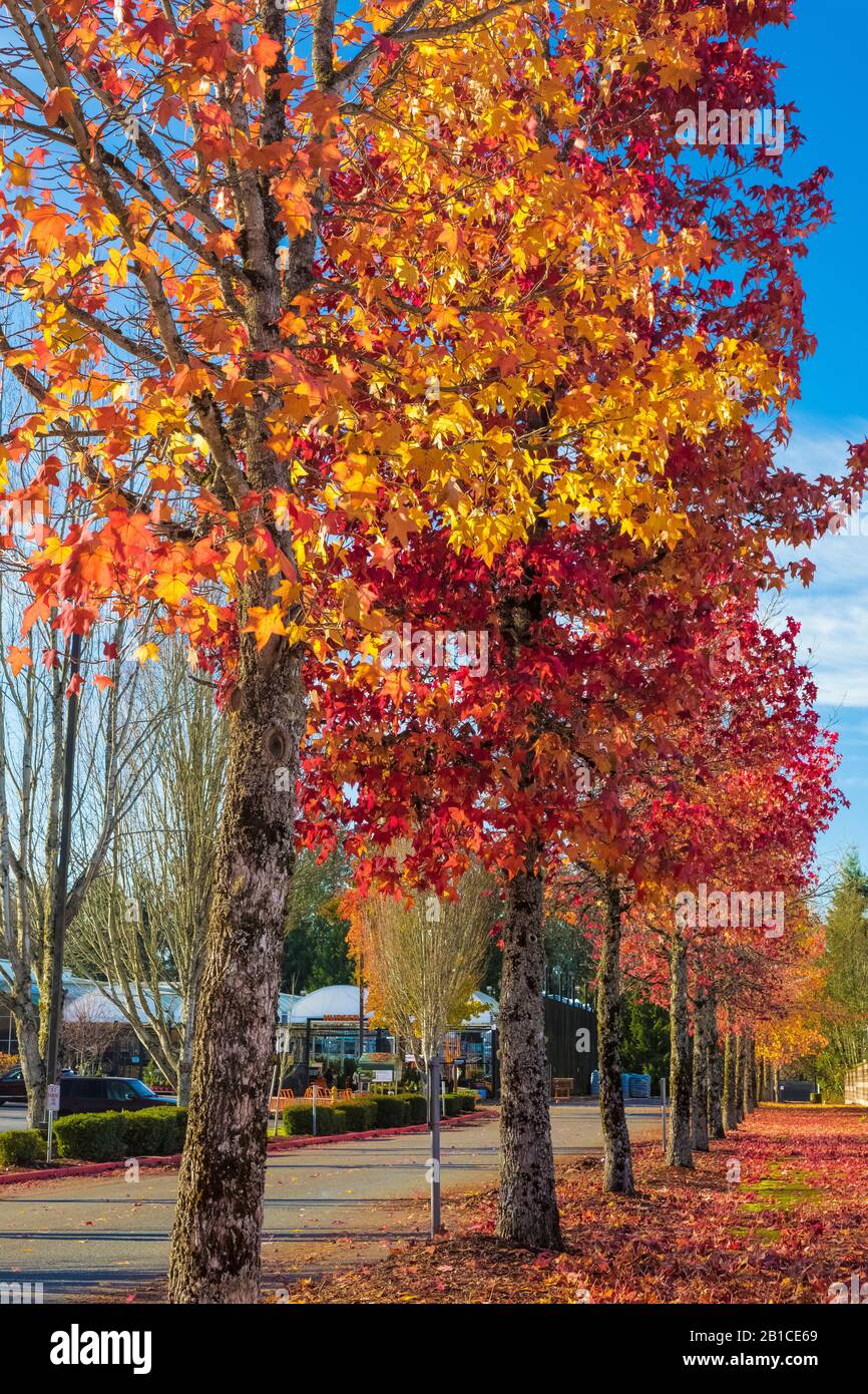 Delightful variations hi-res stock photography and images - Alamy