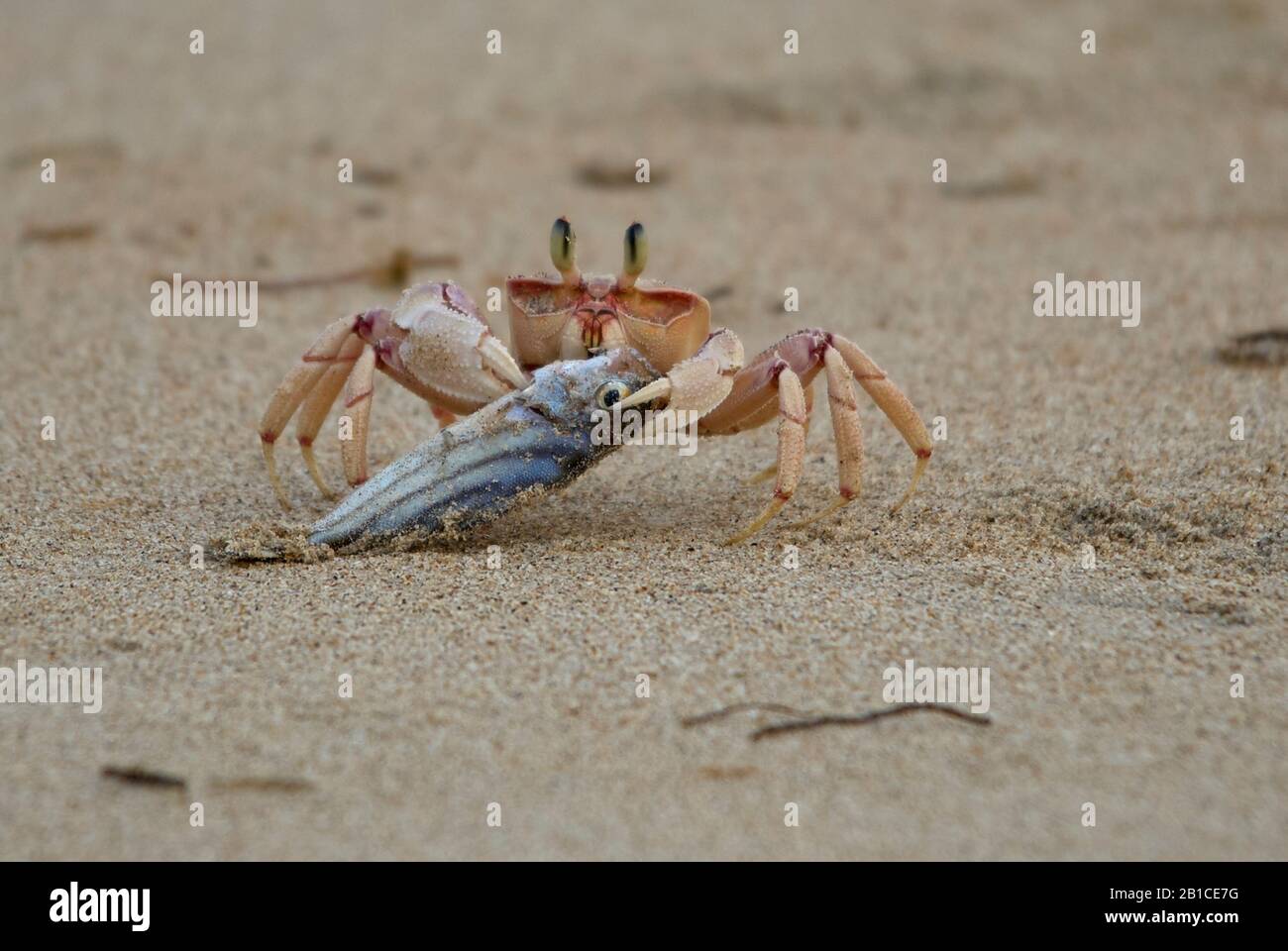 Ghost crab prey hi-res stock photography and images - Alamy