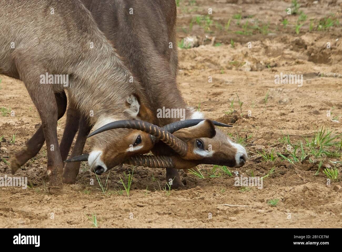 Two Water bucks wrestling and got their horns tangled Stock Photo - Alamy