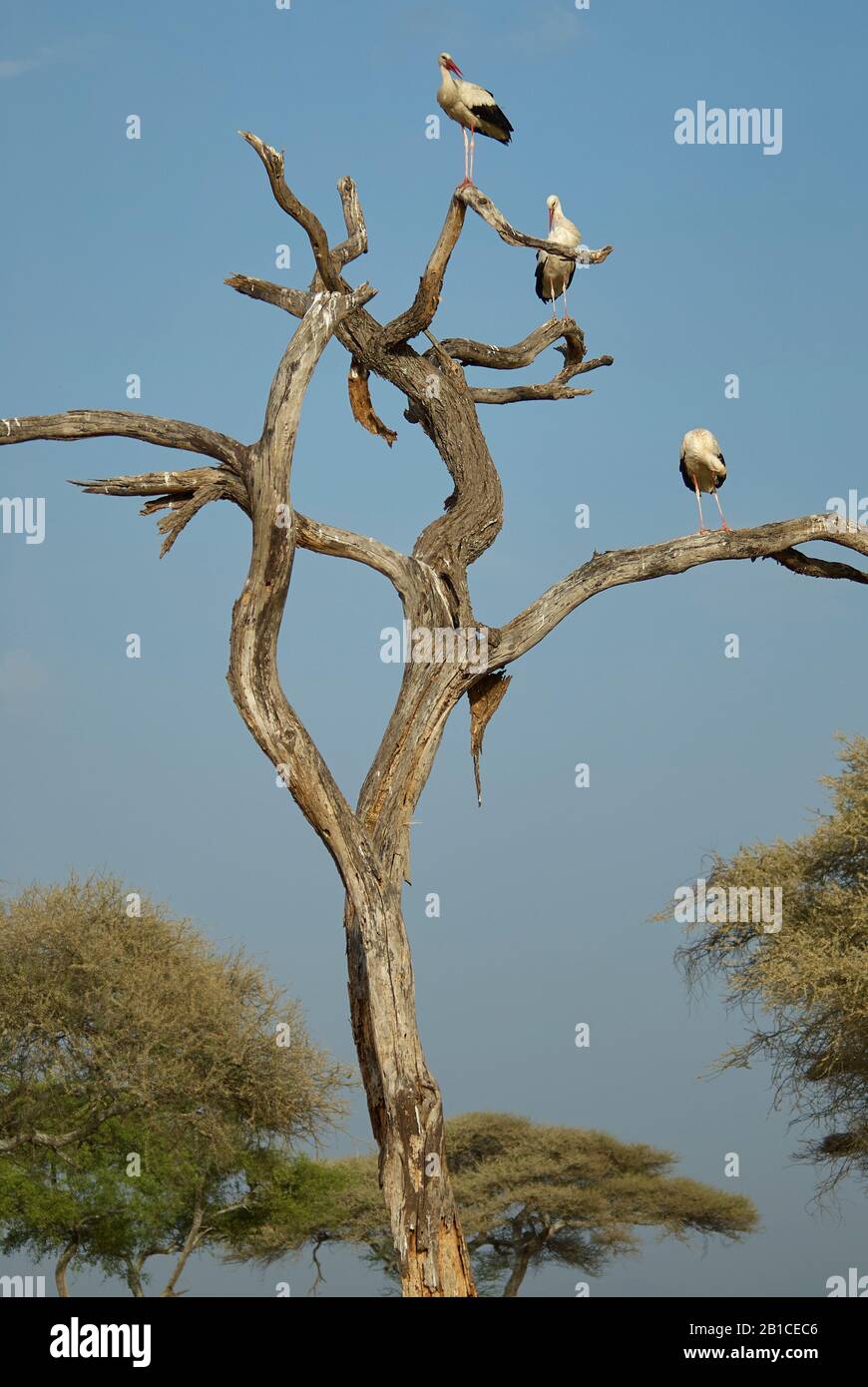 A group of White storks gathering on an old dead tree, Northern ...