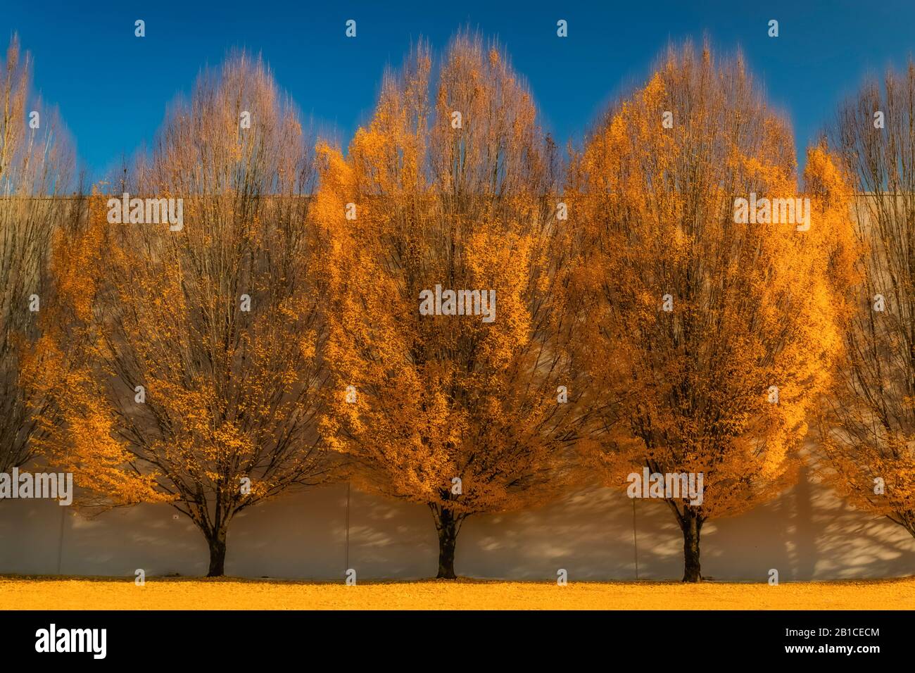 Variations on a theme of autumn trees, with trees modified using ...