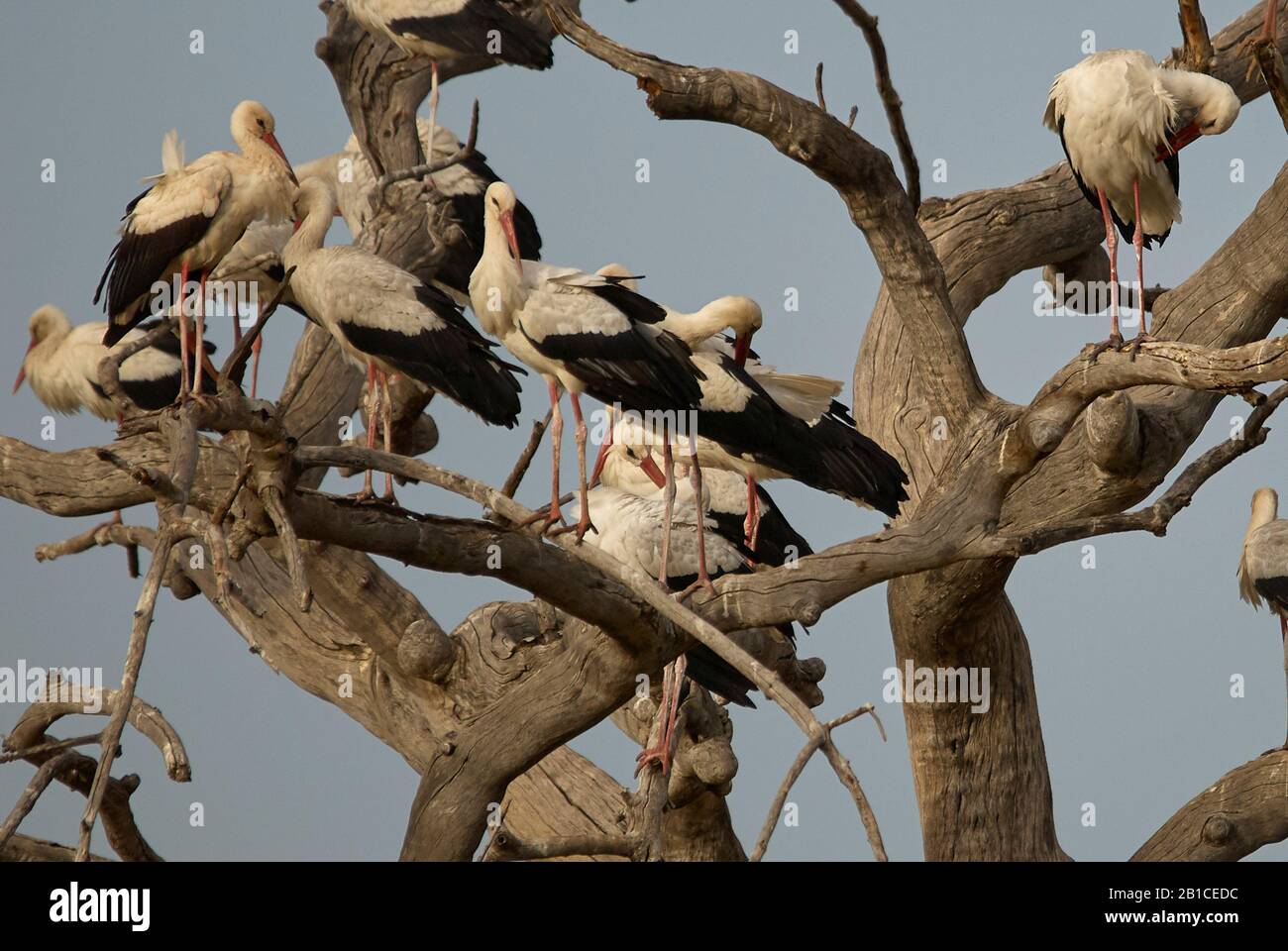 A group of White storks gathering on an old dead tree, Northern ...