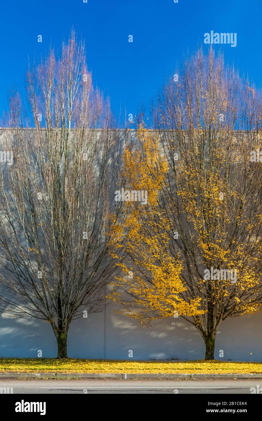 Autumn colour changes in trees hi-res stock photography and images - Alamy