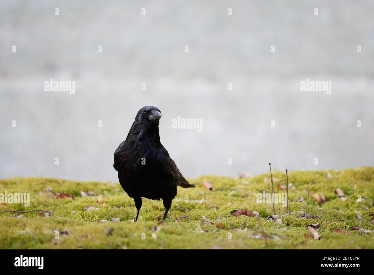 Staring raven hi-res stock photography and images - Alamy