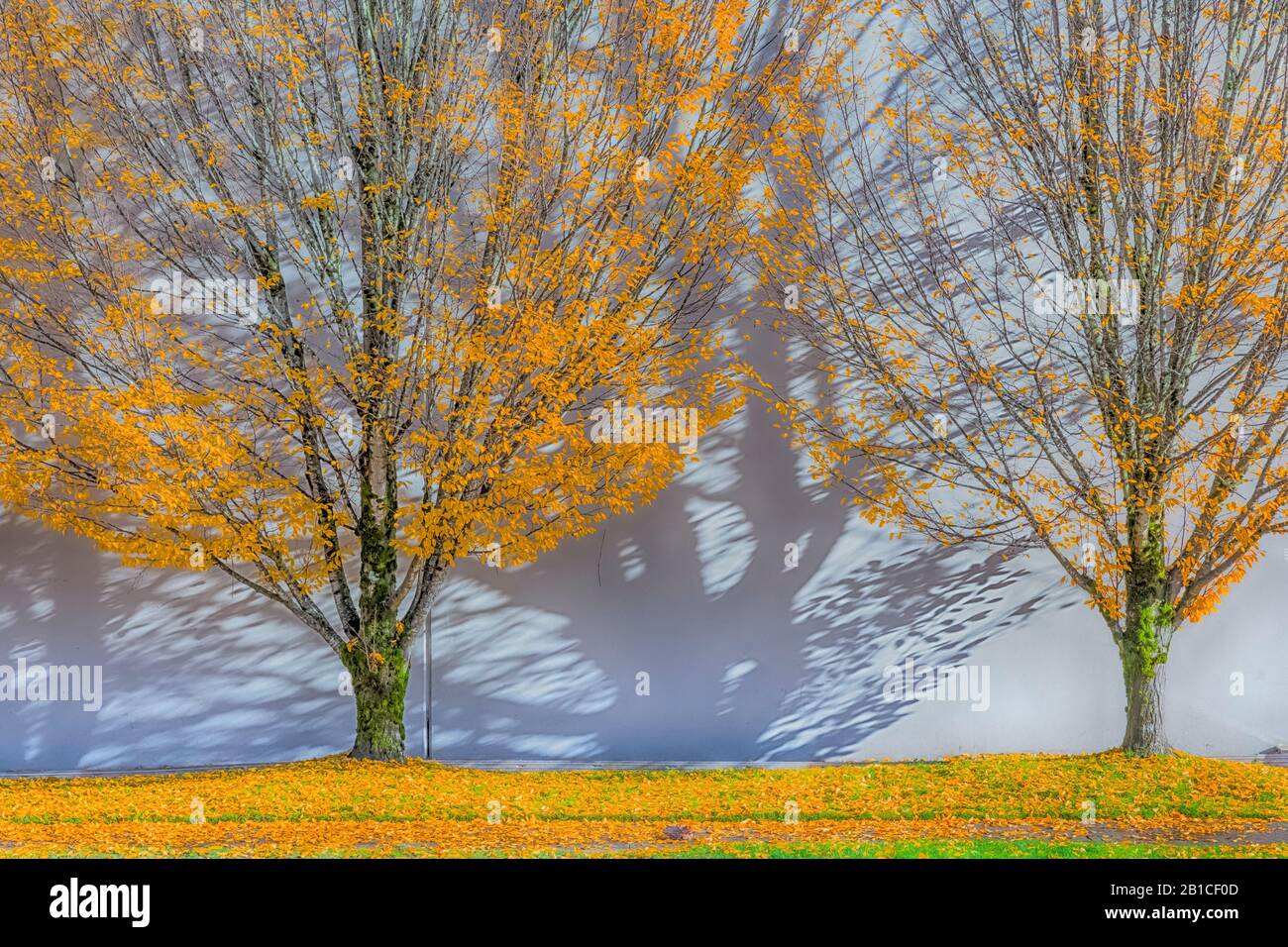 Delightful variations hi-res stock photography and images - Alamy