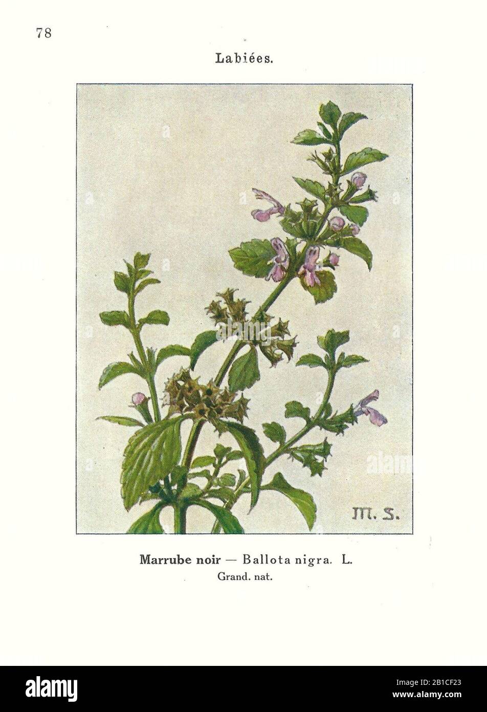 Ballote noire hi-res stock photography and images - Alamy