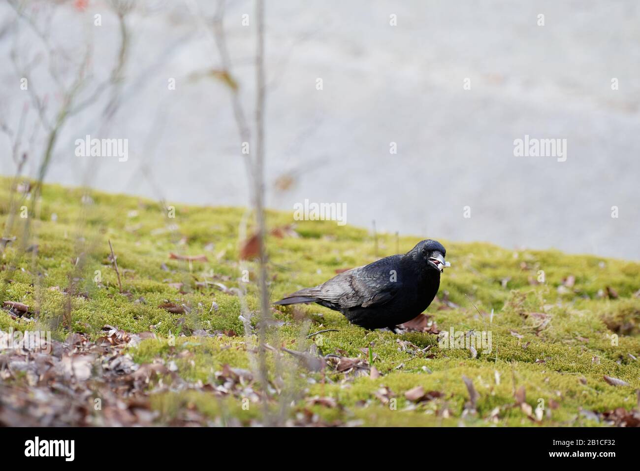 Raven eating carrion hi-res stock photography and images - Alamy