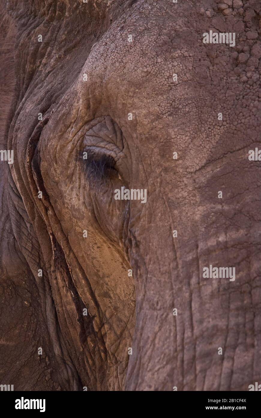 Close up of a tanned skin elephant head Stock Photo - Alamy