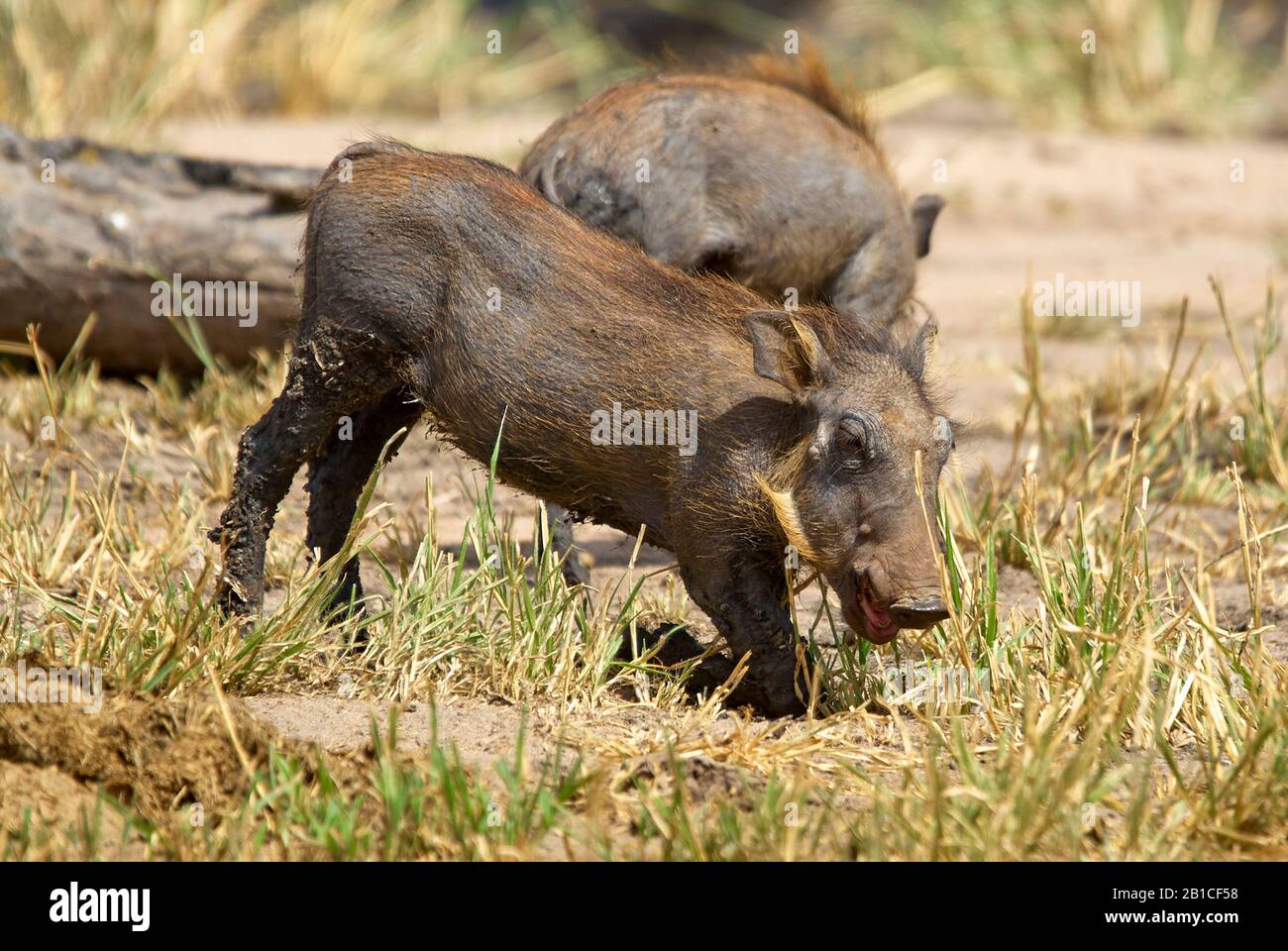 Warthogs on knees hi-res stock photography and images - Alamy