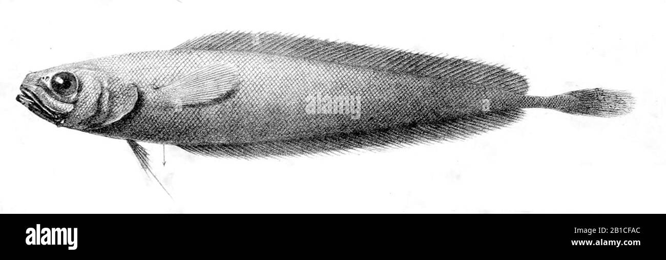 Gadella hi-res stock photography and images - Alamy