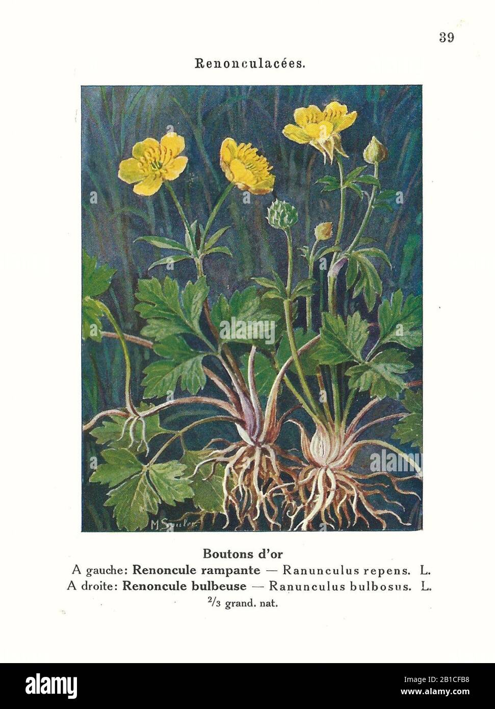 Renoncules hi-res stock photography and images - Alamy