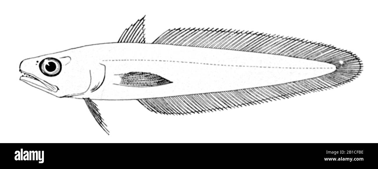 Gadella hi-res stock photography and images - Alamy